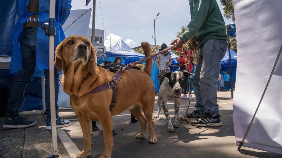 Bogotá habilitará más de 130 puntos para vacunar gratis a perros y ...