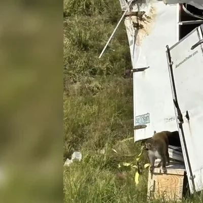 Alerta en EE. UU.: peligrosos monos infectados con enfermedades ...