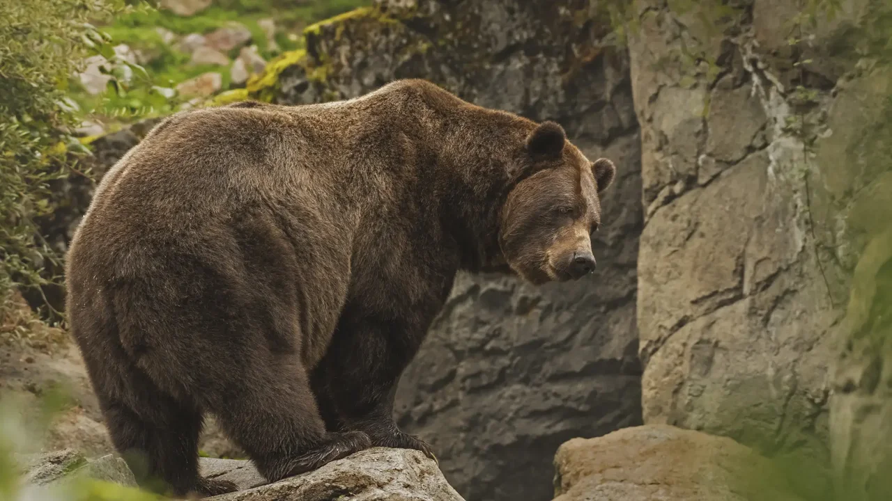 Oso grizzly atacó sorpresivamente a un grupo escolar y dejó 11 heridos ...