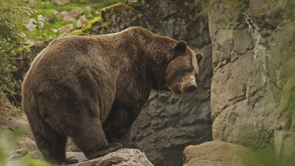 Oso grizzly atacó sorpresivamente a un grupo escolar y dejó 11 heridos ...