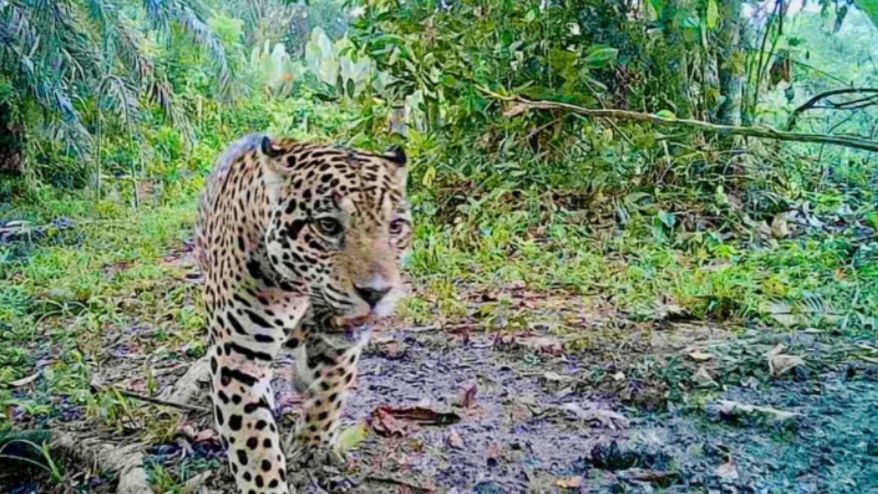VIDEO | Pipatón, el rey jaguar, reaparece tras dos años de monitoreo en Barrancabermeja ...