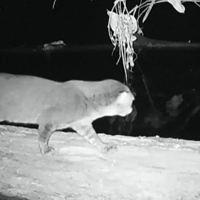 VIDEO | Reapareció en Tailandia un extraño felino que se creía extinto ...