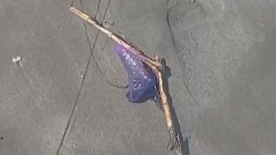 Hay alerta en las playas de Cartagena por presencia de peligrosa ...