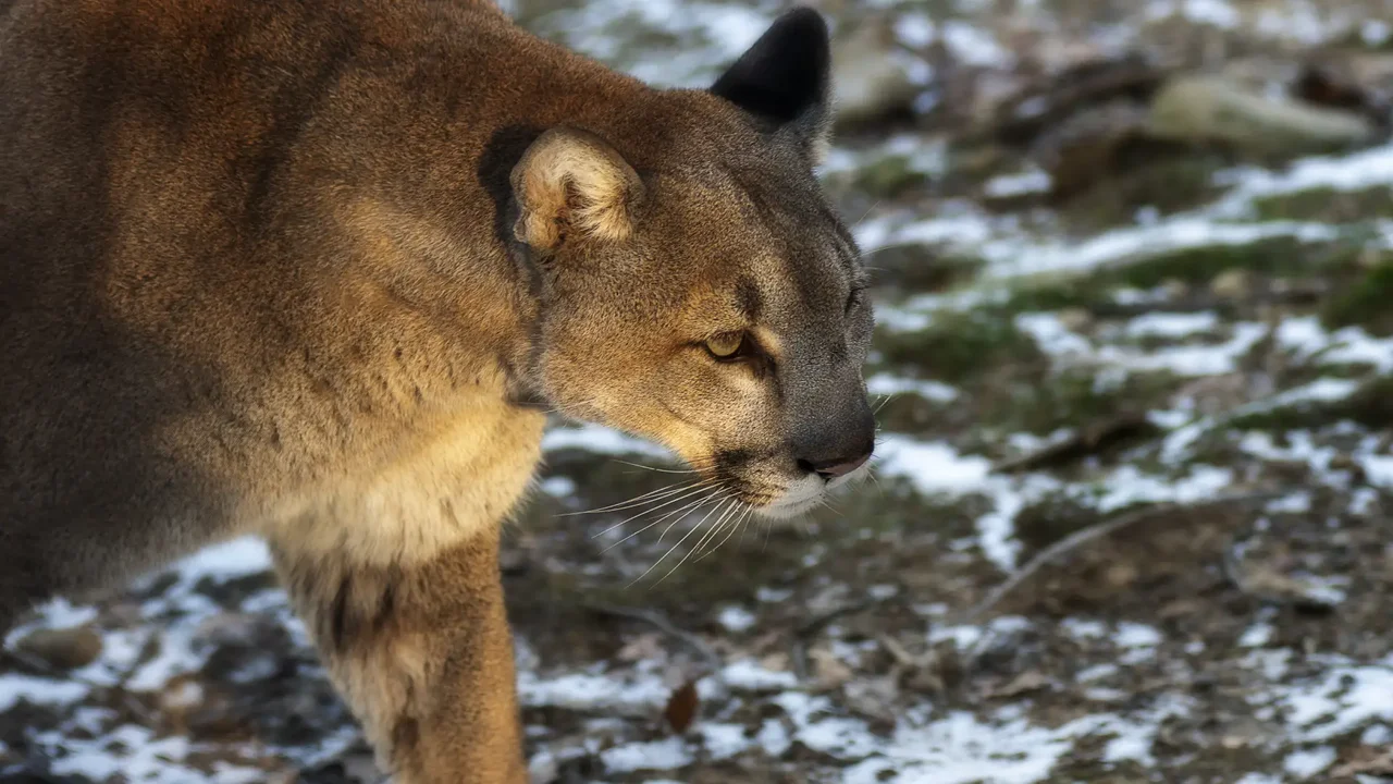 VIDEO | Cámara trampa reveló las primeras imágenes de un puma ...