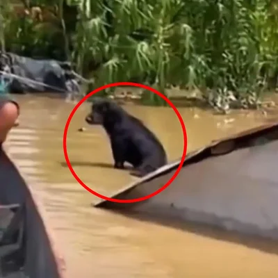 VIDEO | Rescatan a perrito que duró días sobre un techo en medio de las ...