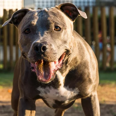 Adulto mayor fue atacado por dos perros pitbull cuando arreglaba su ...
